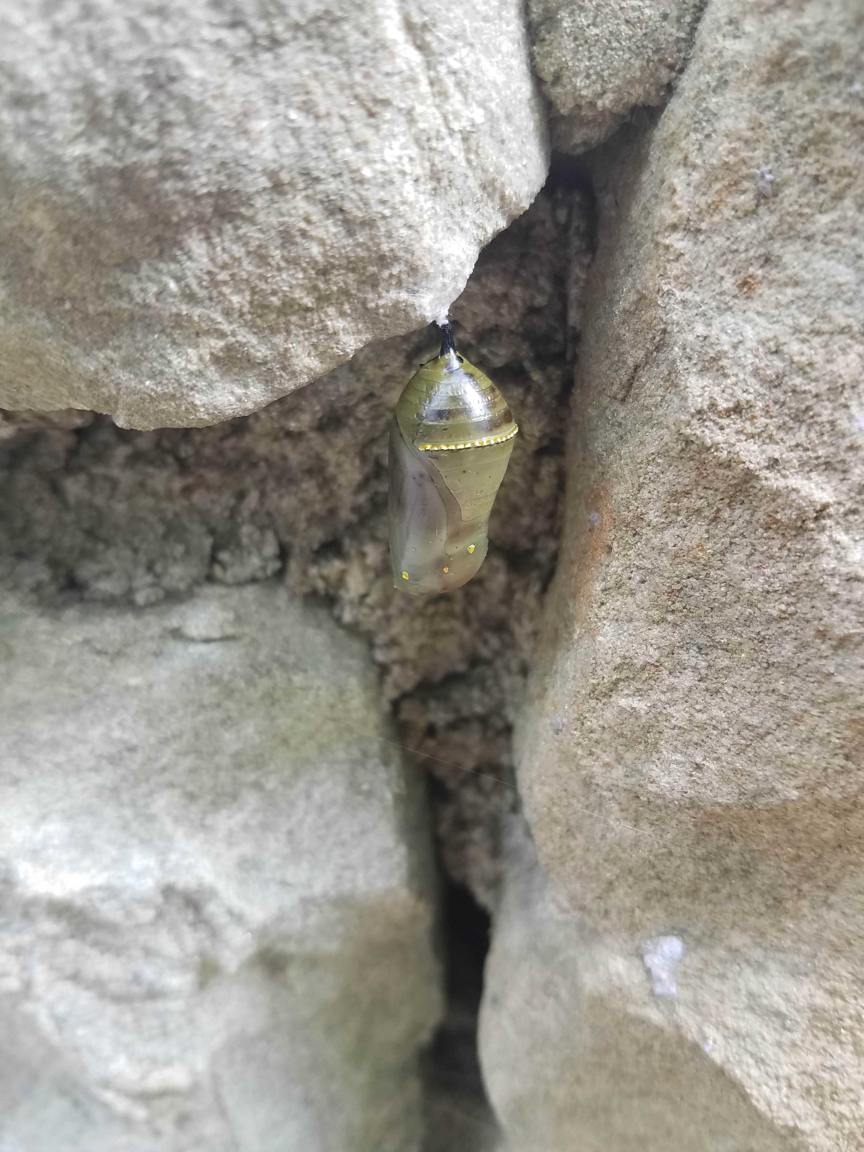 Grand Online Opening! – Cedar Bridge Botanicals