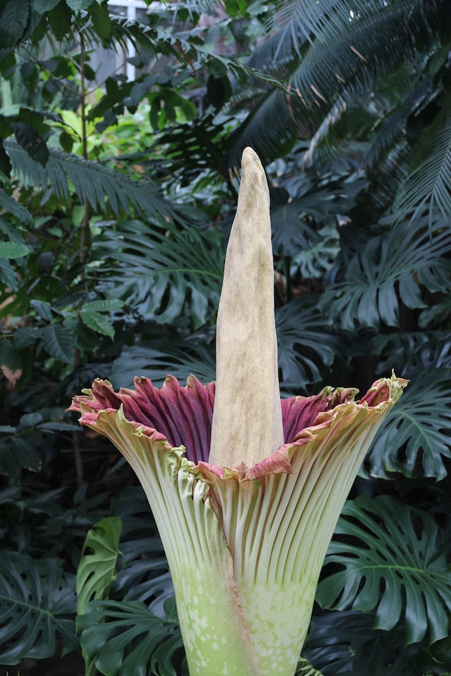 Corpse Flower Care – Cedar Bridge Botanicals