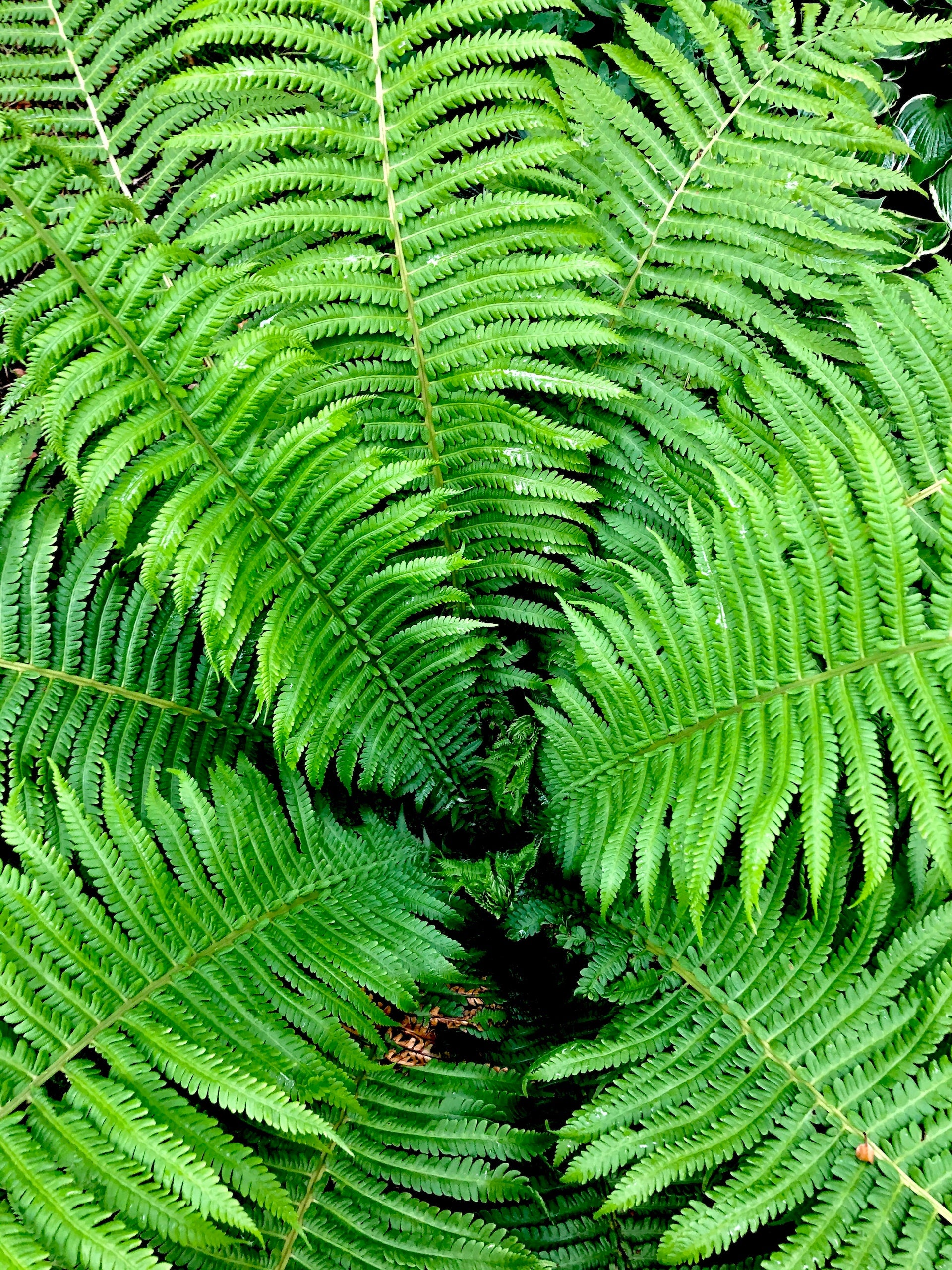 Fern Care – Cedar Bridge Botanicals