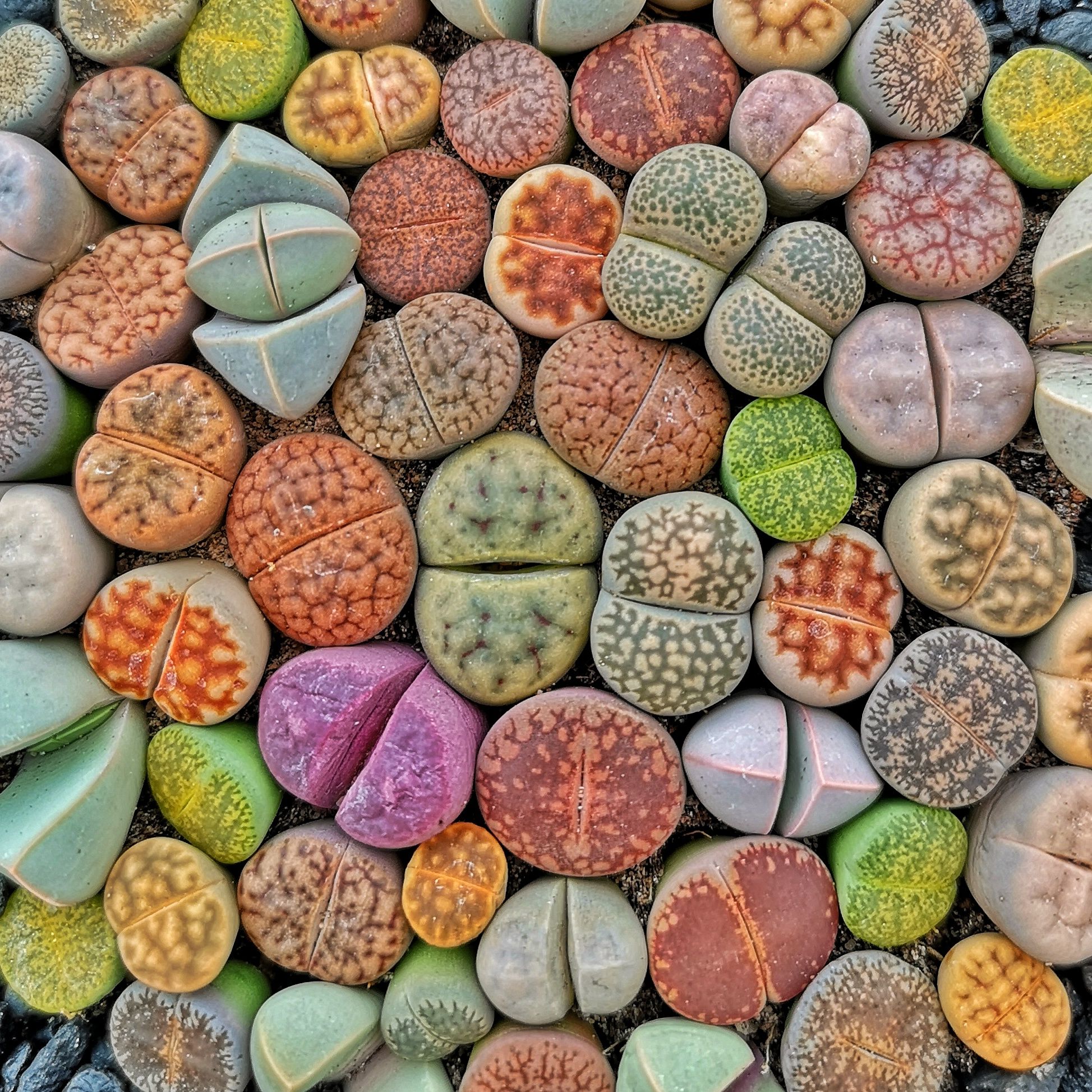 Lithops Care – Cedar Bridge Botanicals
