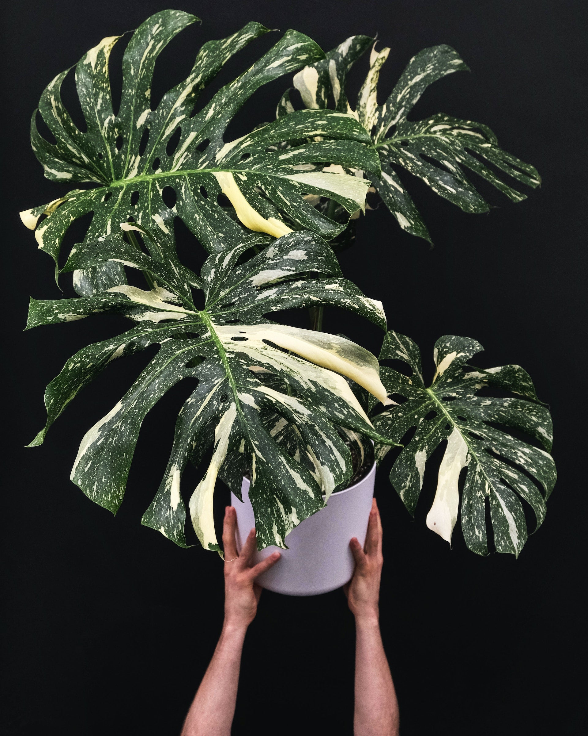 Monstera Care – Cedar Bridge Botanicals