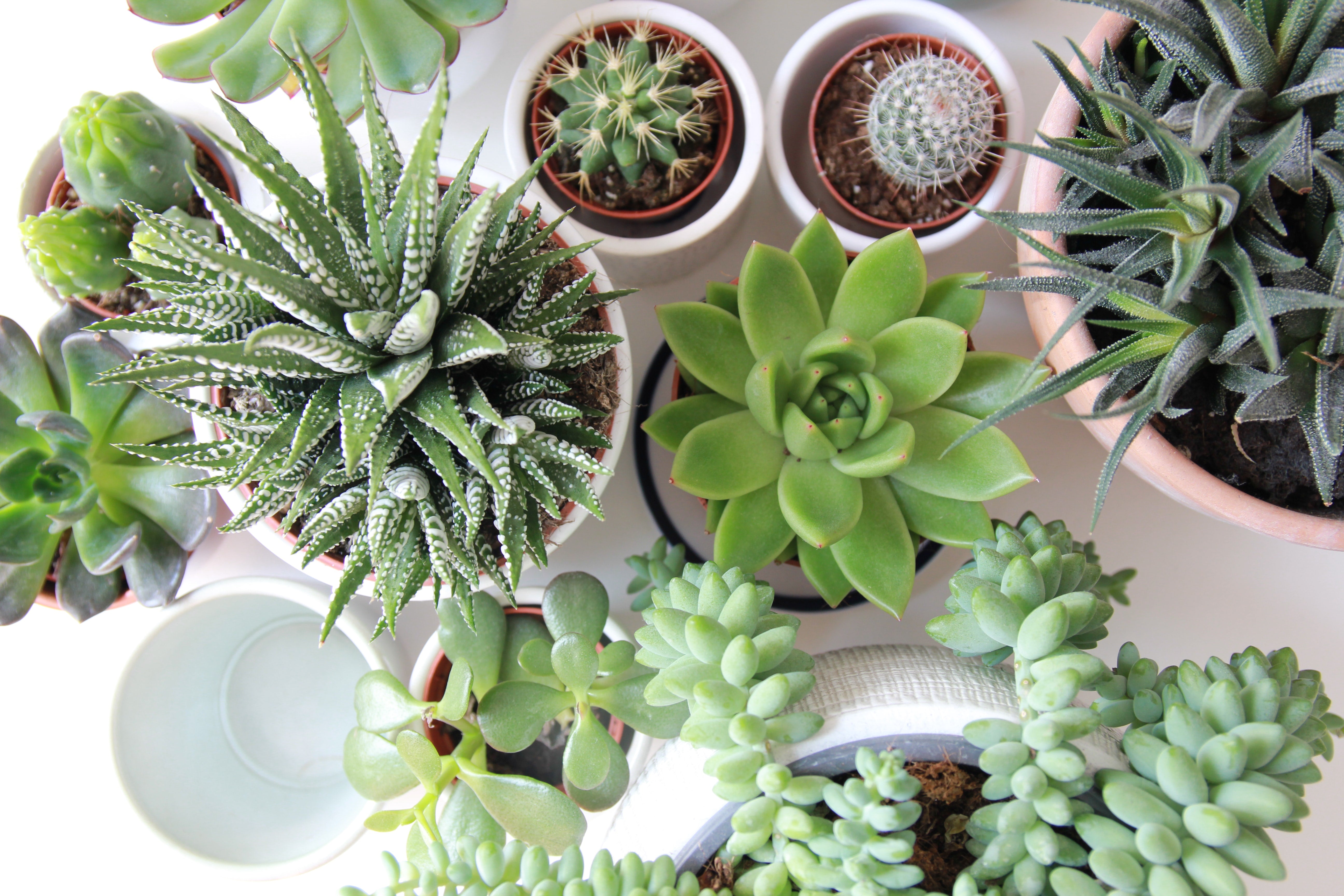 Succulents – Cedar Bridge Botanicals