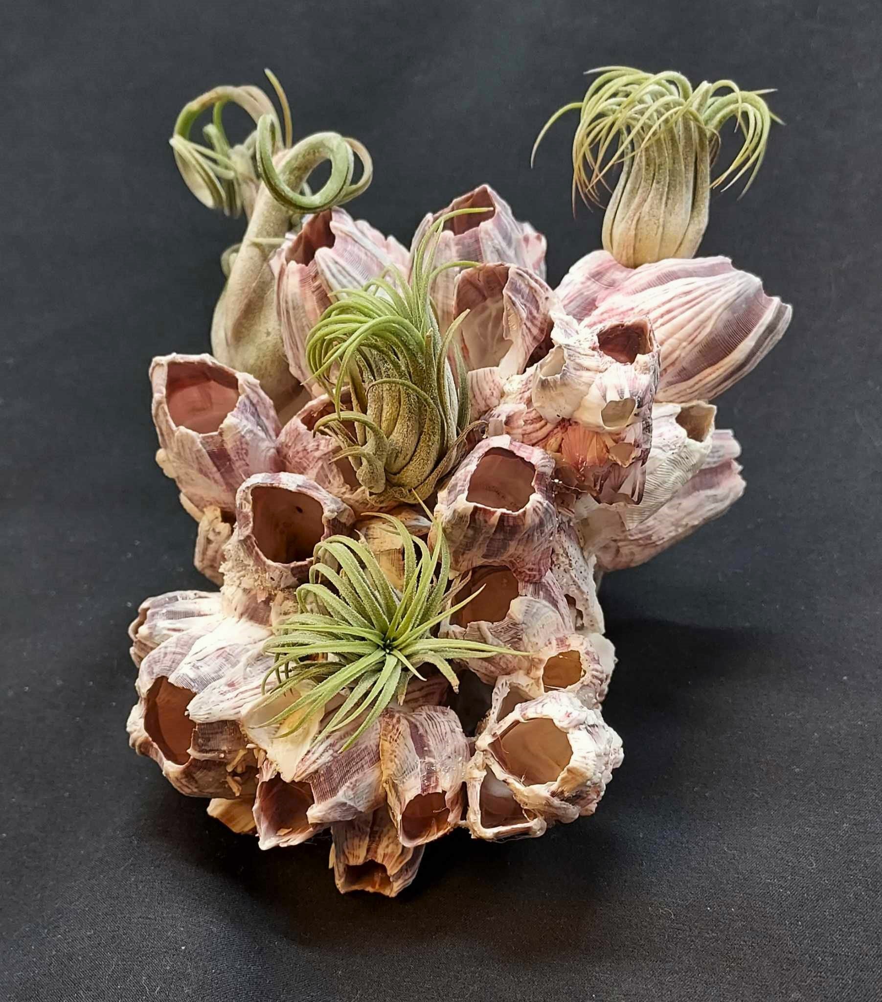 Barnacle Cluster – Cedar Bridge Botanicals