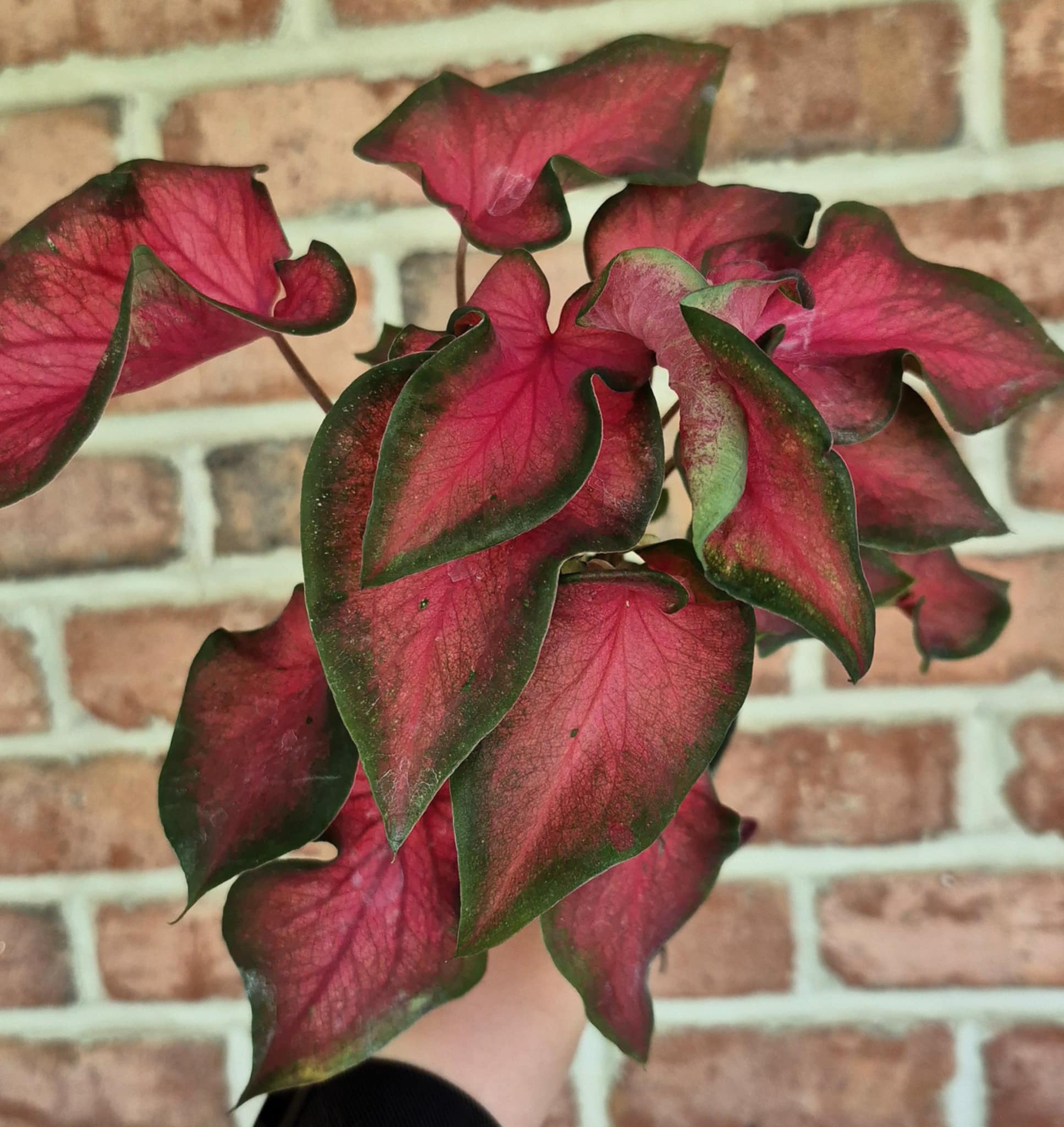 Kaladium 'Fairytale Princess' (Caladium 'Fairytale Princess) – Cedar ...