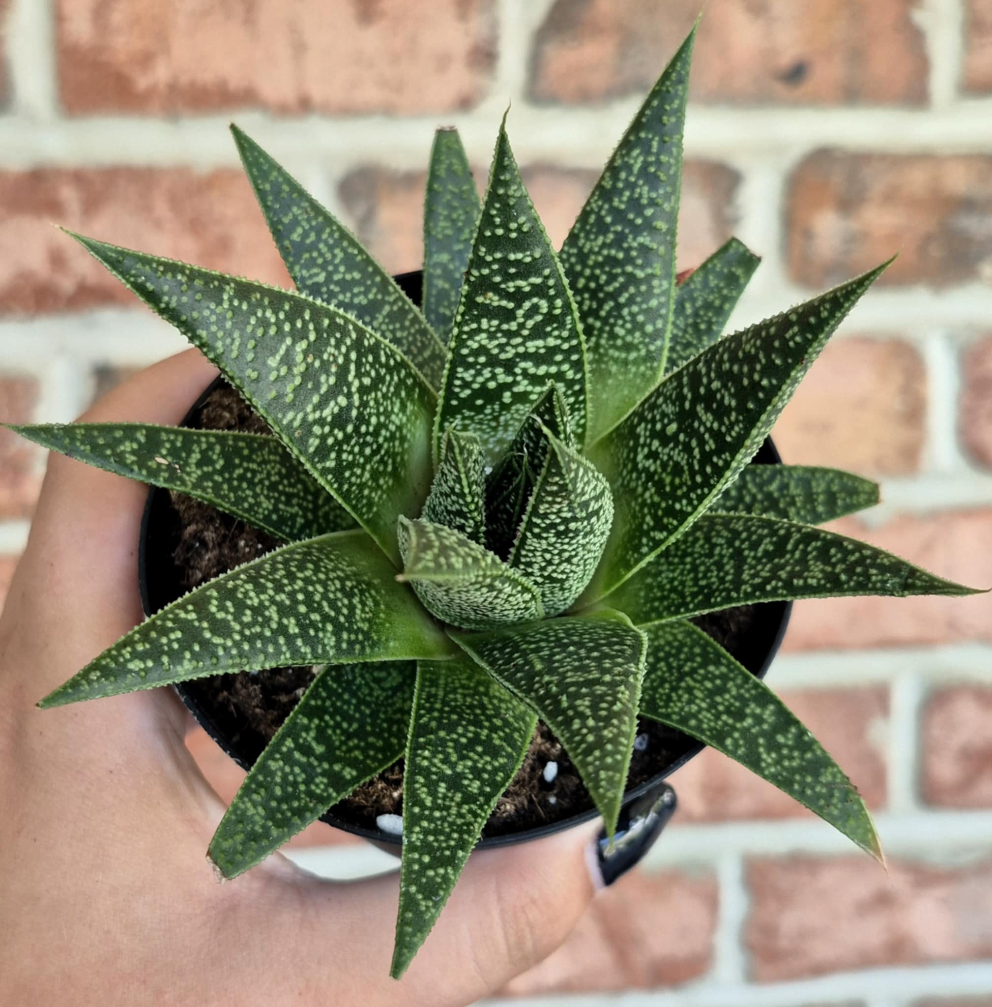 Gasteria 'Flow' – Cedar Bridge Botanicals