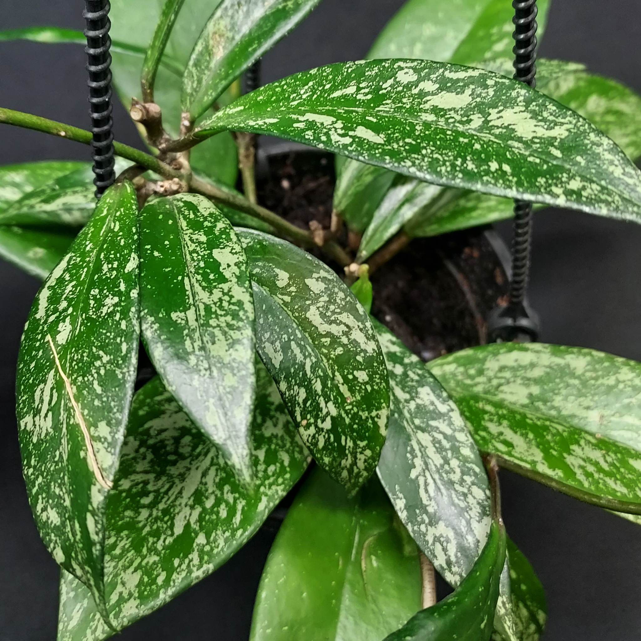 Hoya 'Splash' (Hoya pubicalyx 'Splash') – Cedar Bridge Botanicals