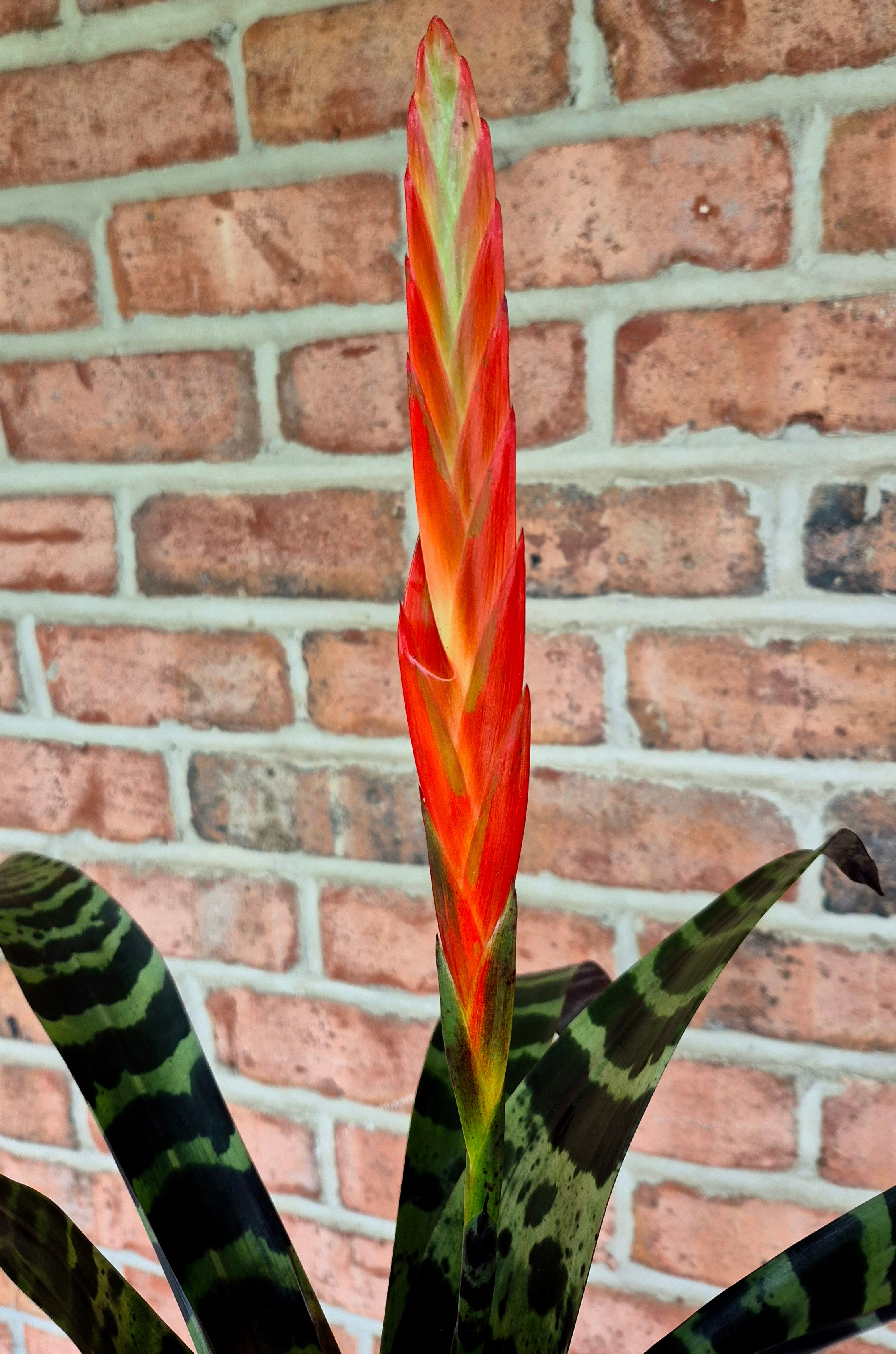 Flaming Sword Bromeliad (Vrisea 'Flaming Sword') – Cedar Bridge Botanicals